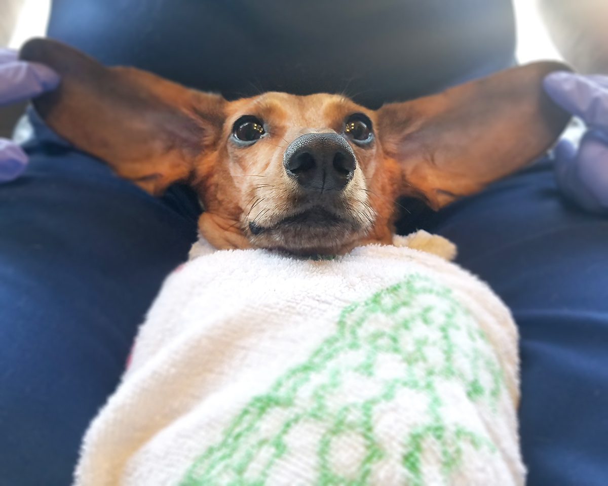 Featured Pet of the Month: Meet Olive! - Pearly White Pets